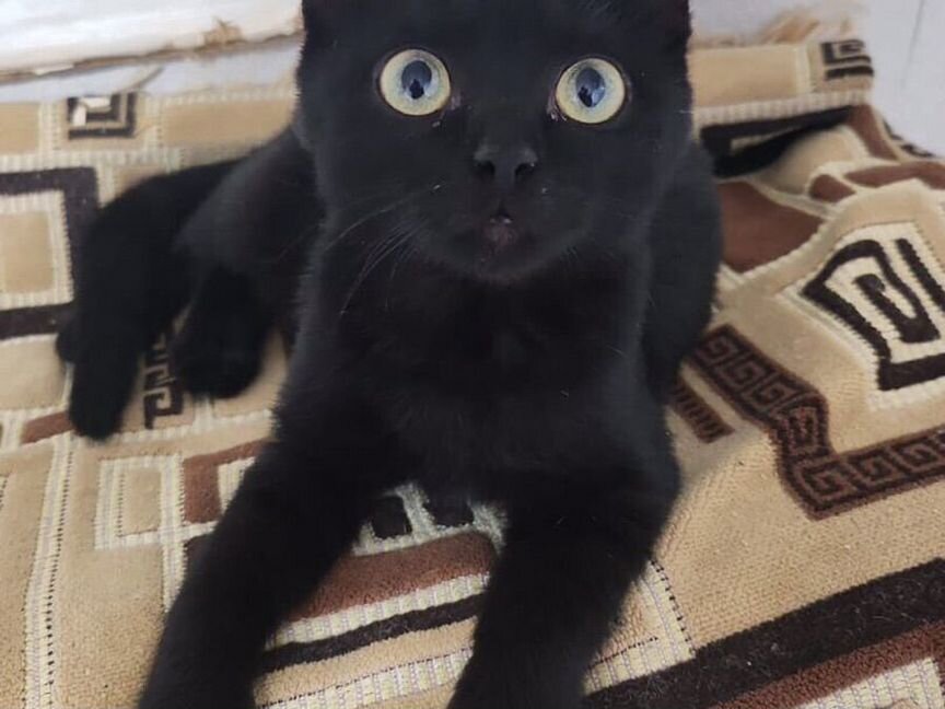 Пантера ищет дом)