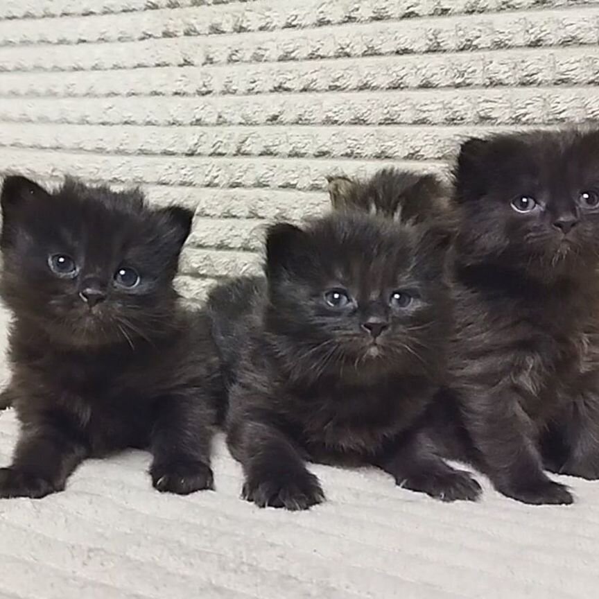 Курилькие бобтейлы черные