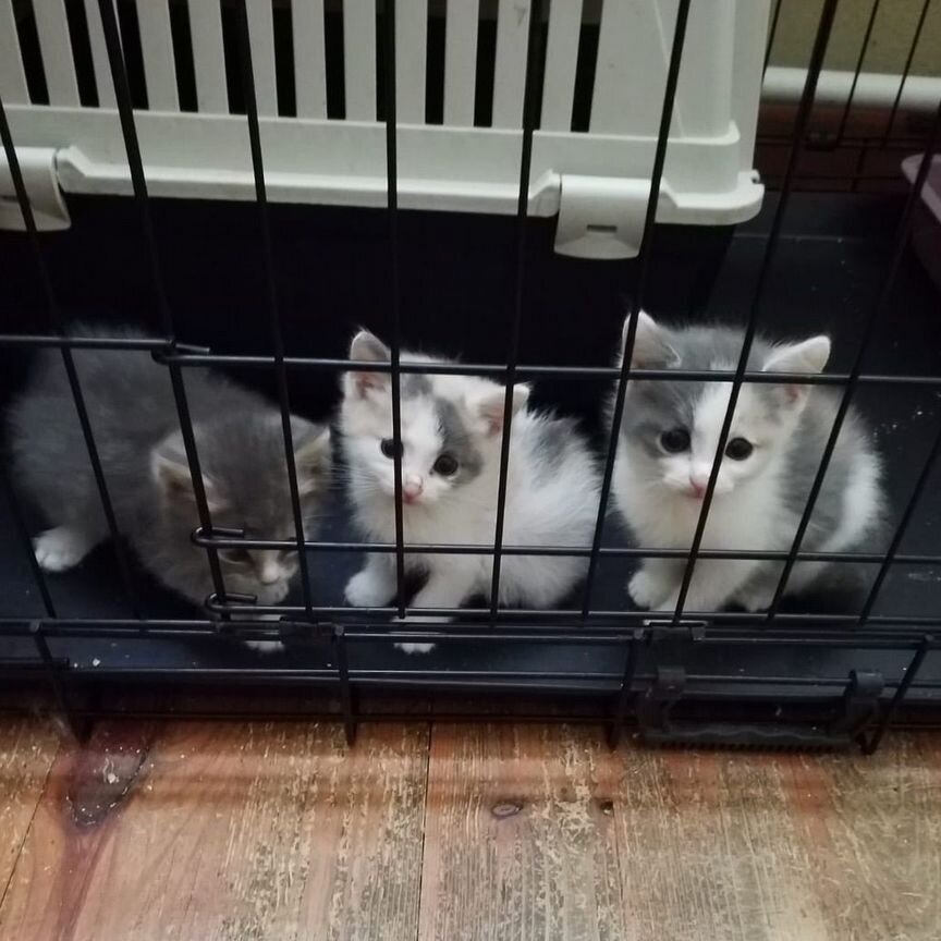 Котята в добрые руки бесплатно