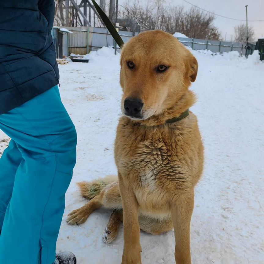 Домашний пес в приюте