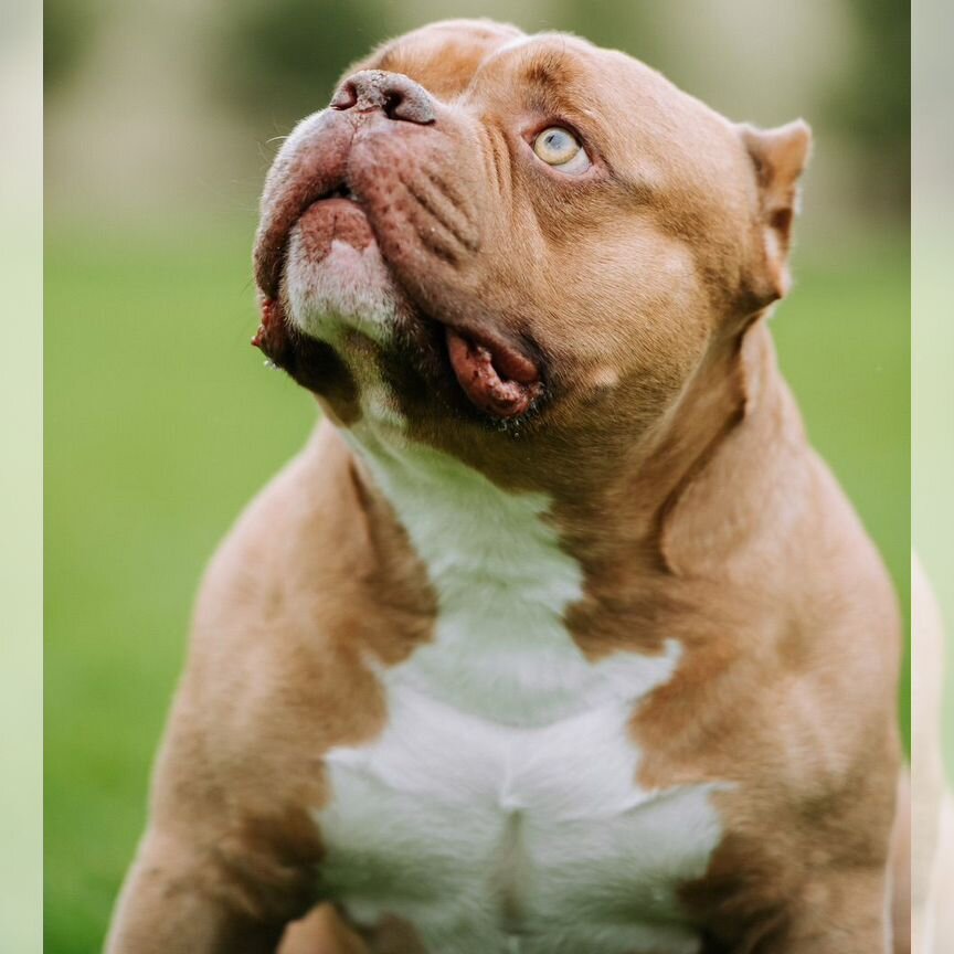 Вязка американский булли