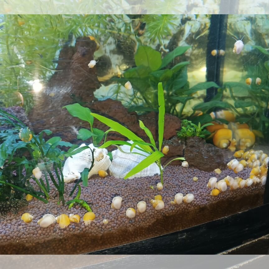 Улитки аквариумные ампулярии