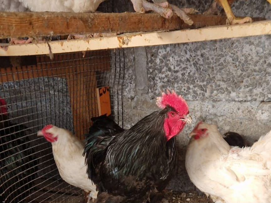 Курицы и петухи