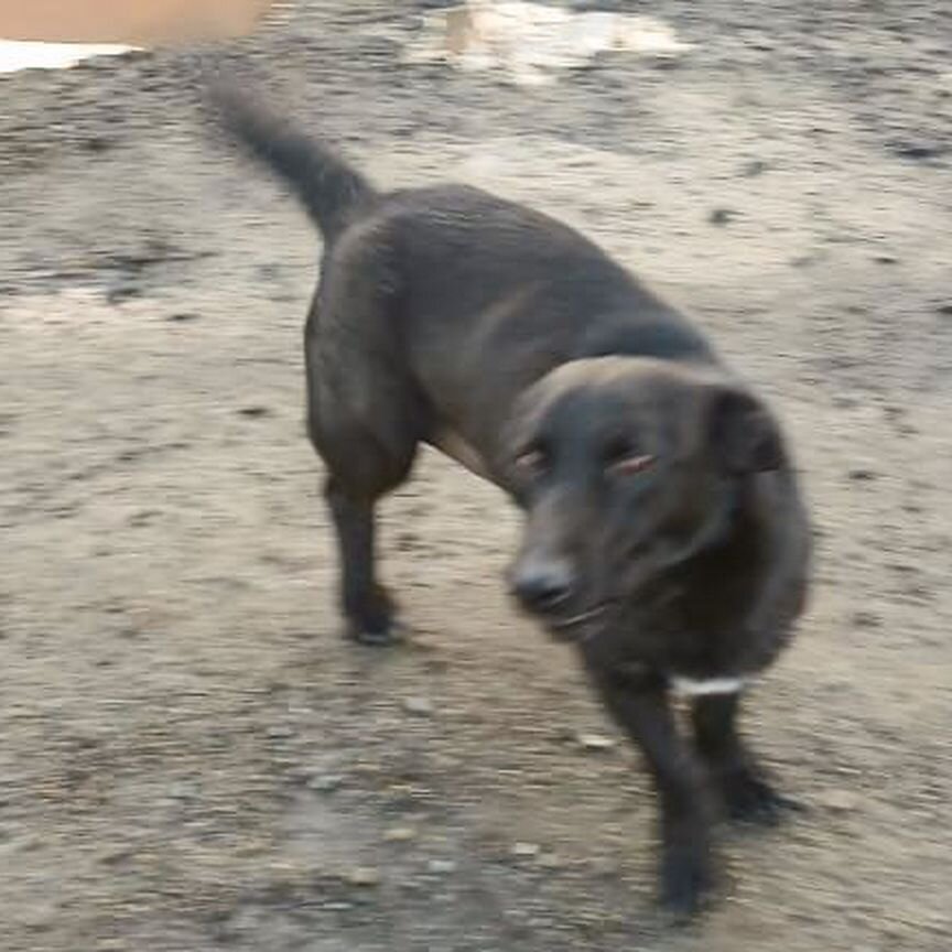 Пристраиваю щенков