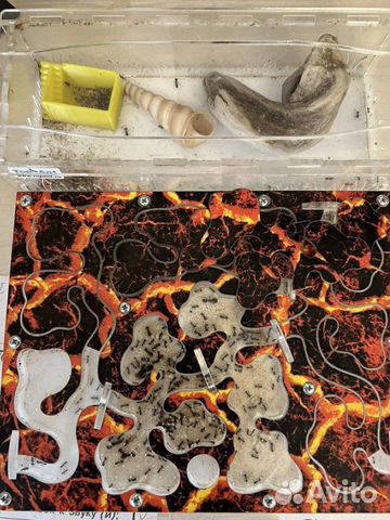 Формикарий с муравьями купить в Курске | Животные и зоотовары | Авито