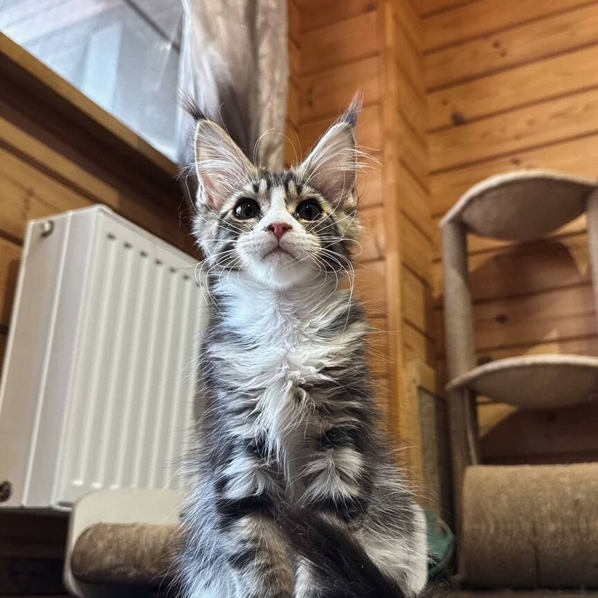 Мейн-кун котенок девочка