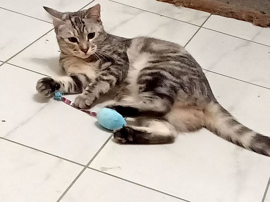 Кошка бенгал-полукровка