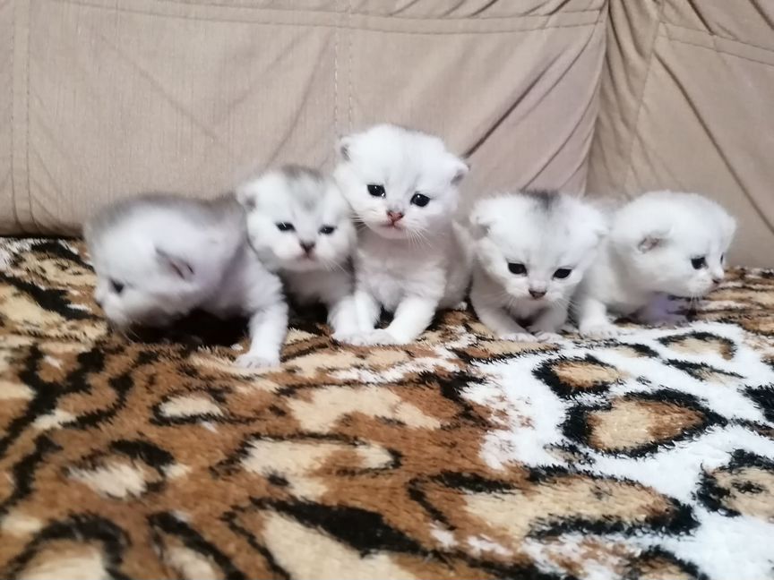 Шотландские котята