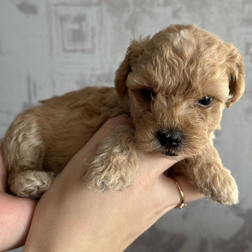 Мальтипу, щенок