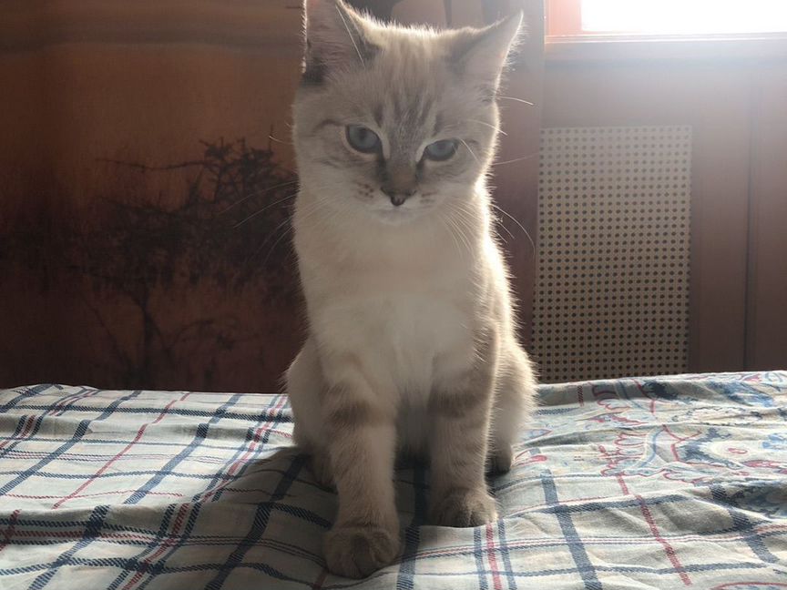 Кот в добрые руки