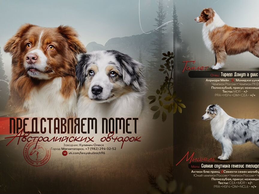 Щенки австралийской овчарки