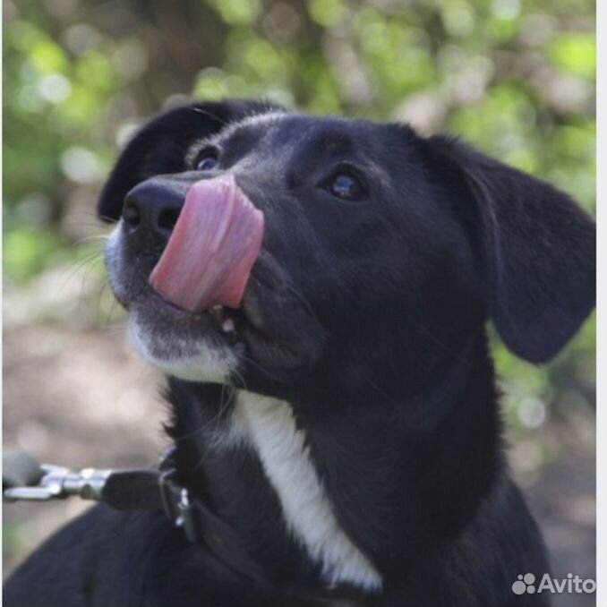 Щенок Рикки, ищет маму с папой