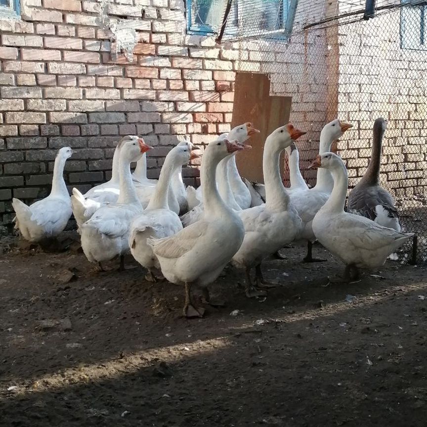 Гуси