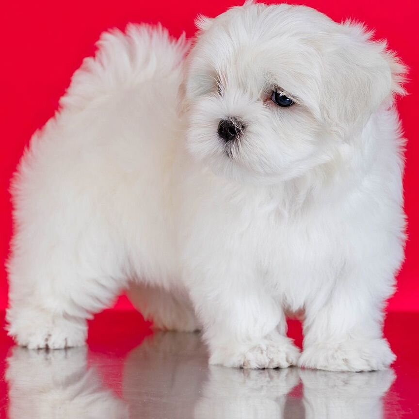 Мальтийская болонка, щенок