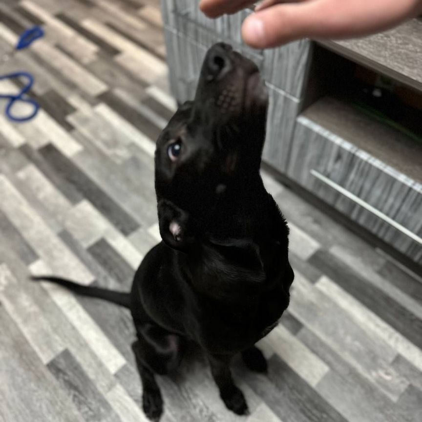 Собака в добрые руки