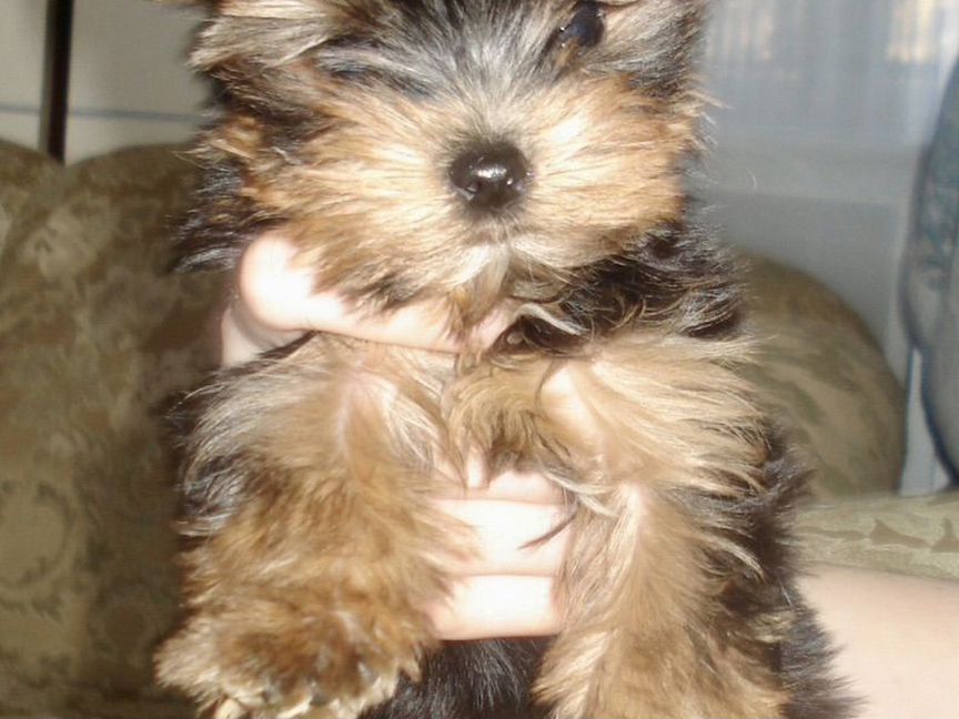 Щенок мини-йорка