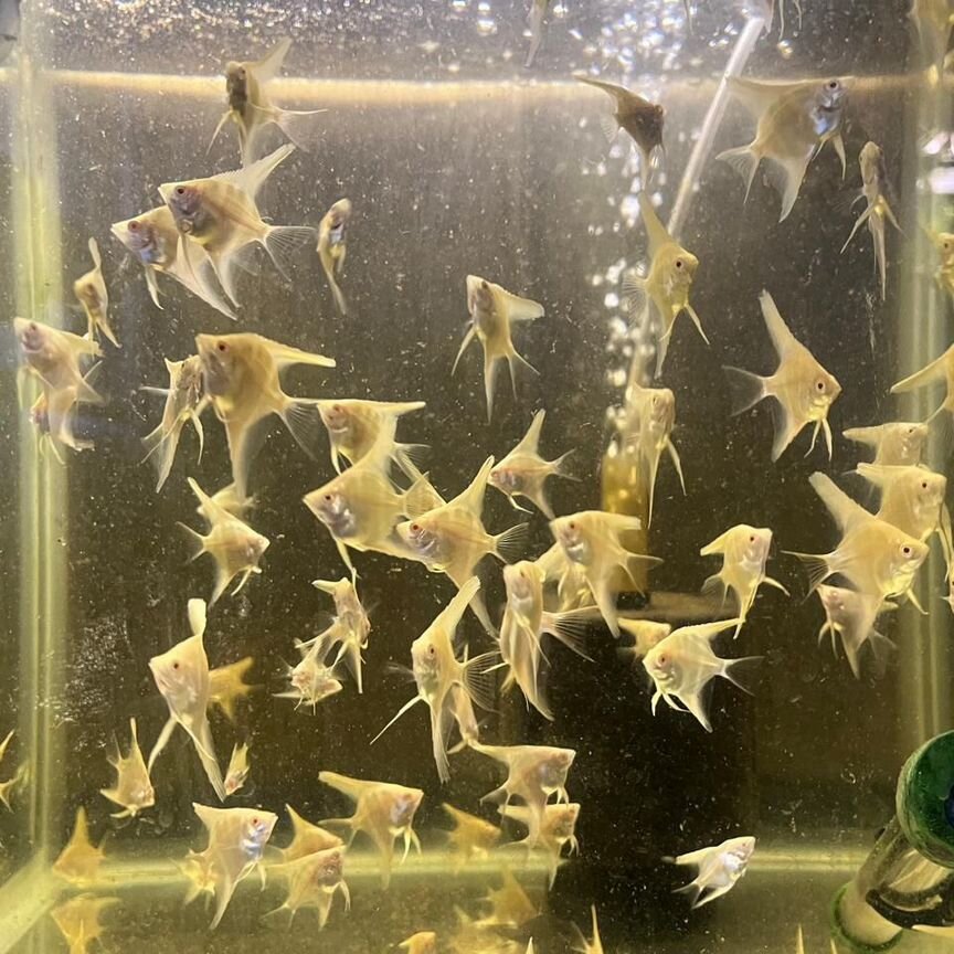 Скалярии Dantum Albino