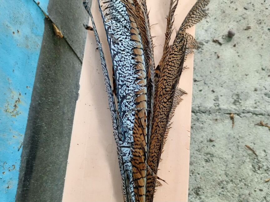 Перья фазана