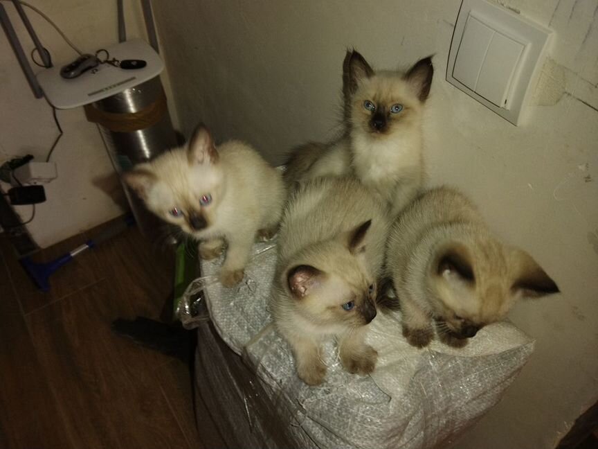 Тайские котята