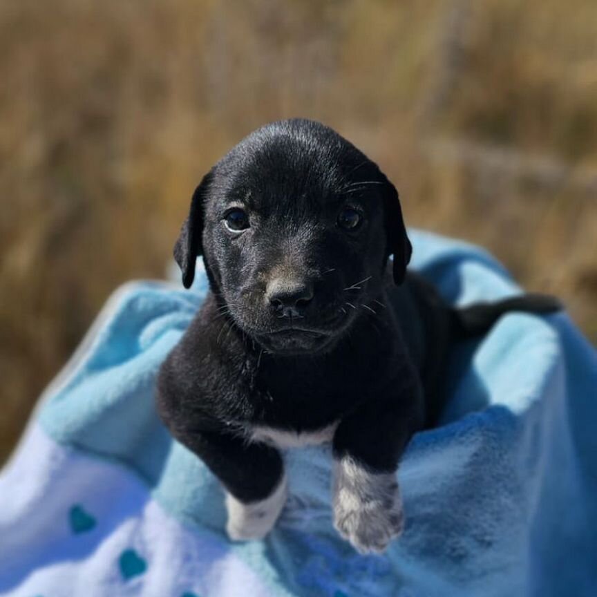 Пират ищет дом и любящую семью