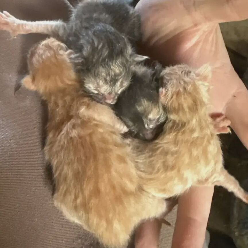 Котёнок в добрые руки