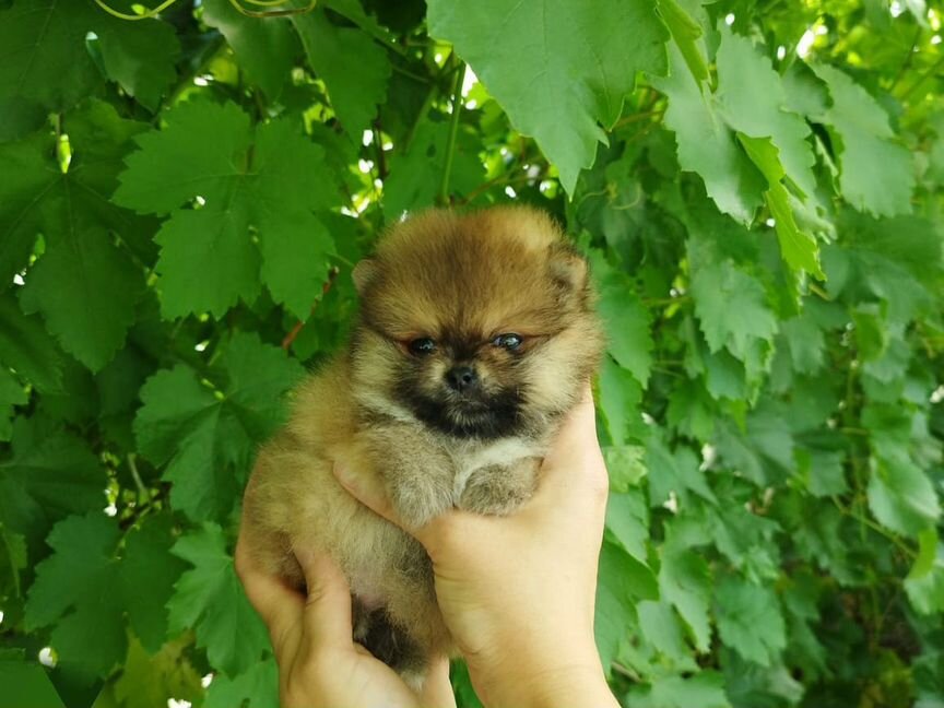 Померанский шпиц мини