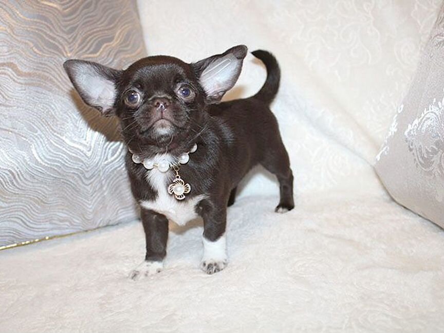 Шоколадная девЧишка