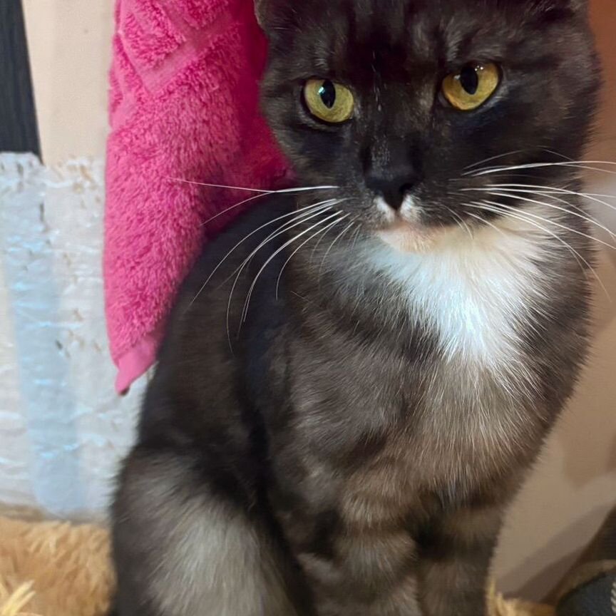 В добрые руки