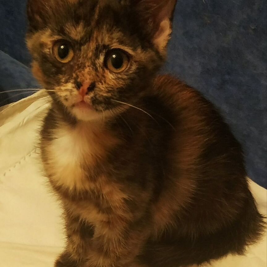 Трёхшерстная кошечка