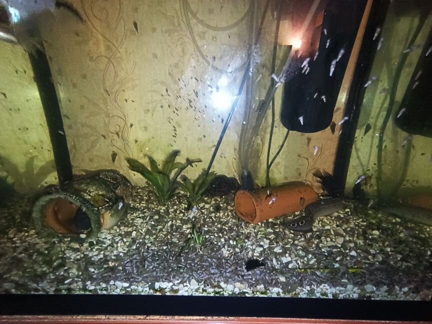 Грунтовая улитка Мелания