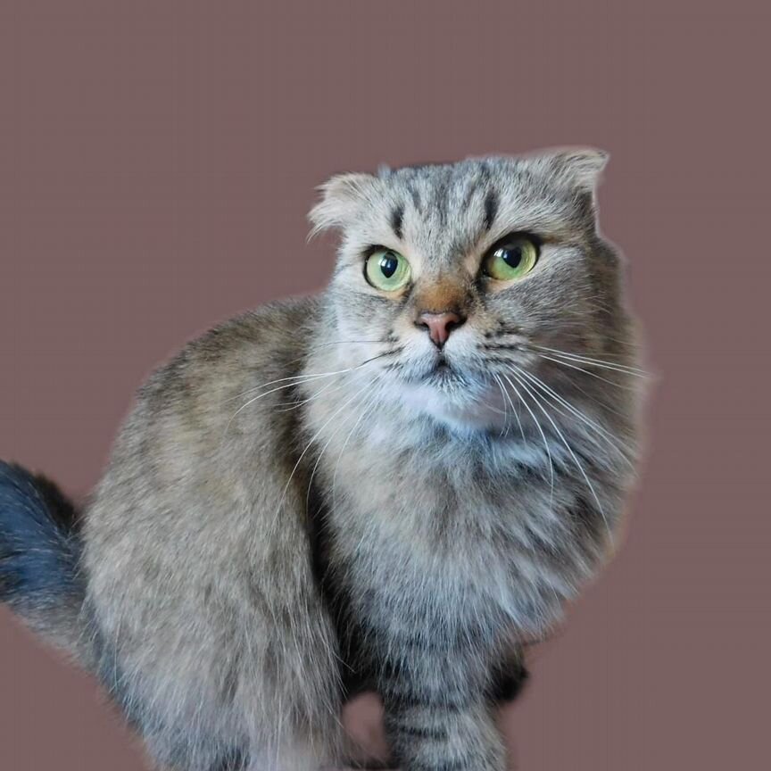 Щотлагсктй вислоухи