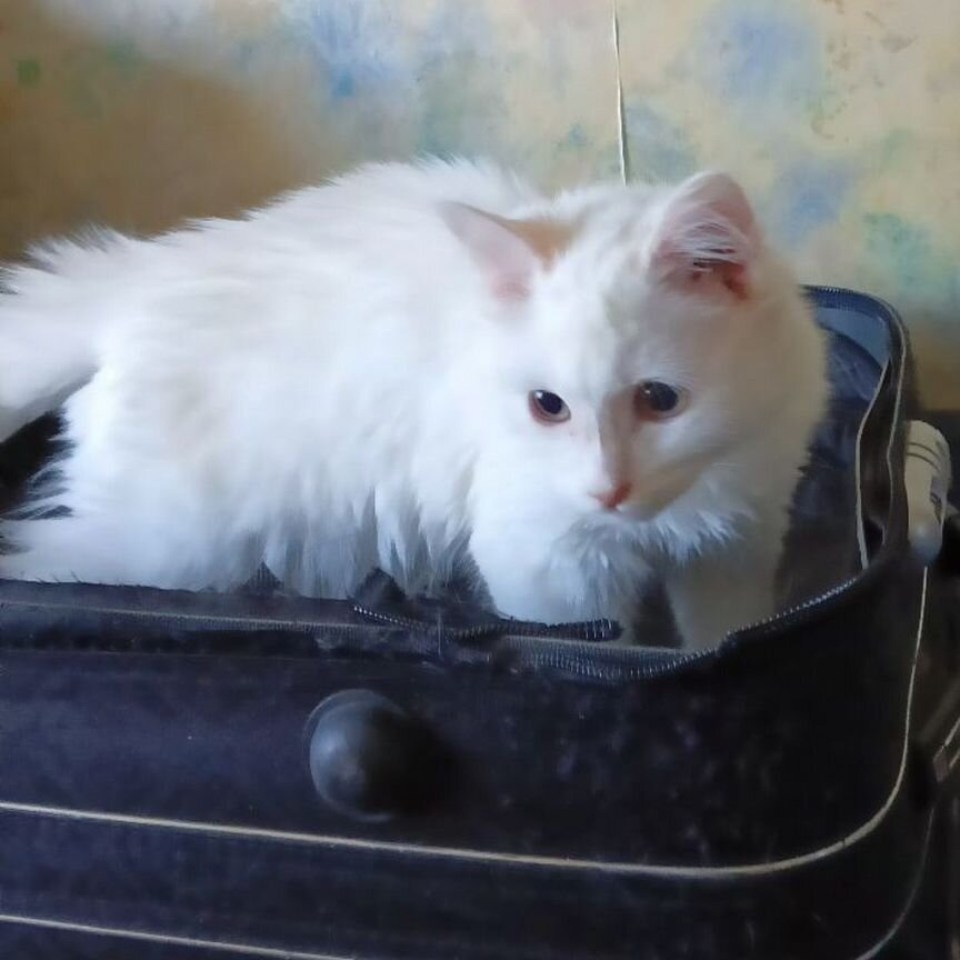Снежок в хорошие руки