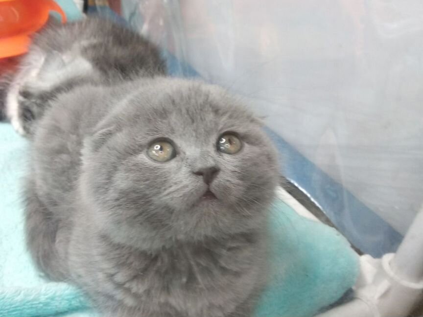 Голубой вислоухий кот