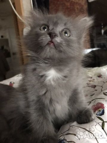 Кошки
