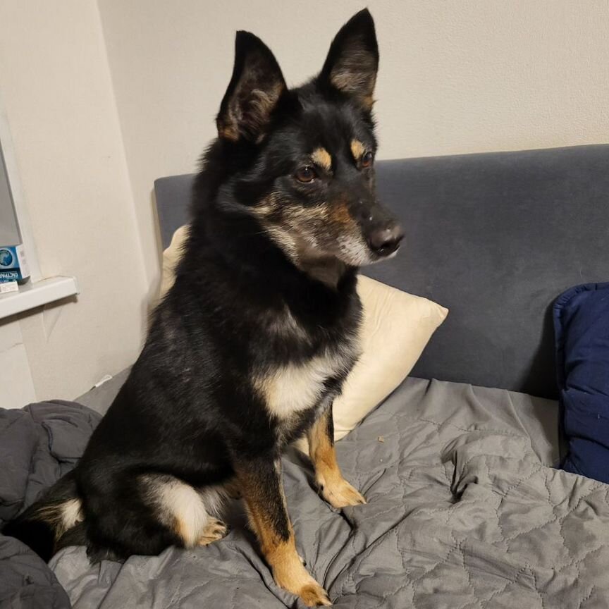 Взрослая собака в добрые руки