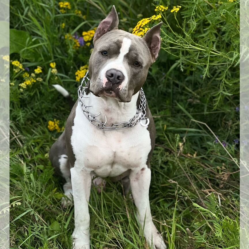 Американский стаффордширский терьер, взрослый пёс