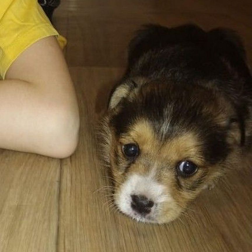 Отдам в добрые руки, подкидыш