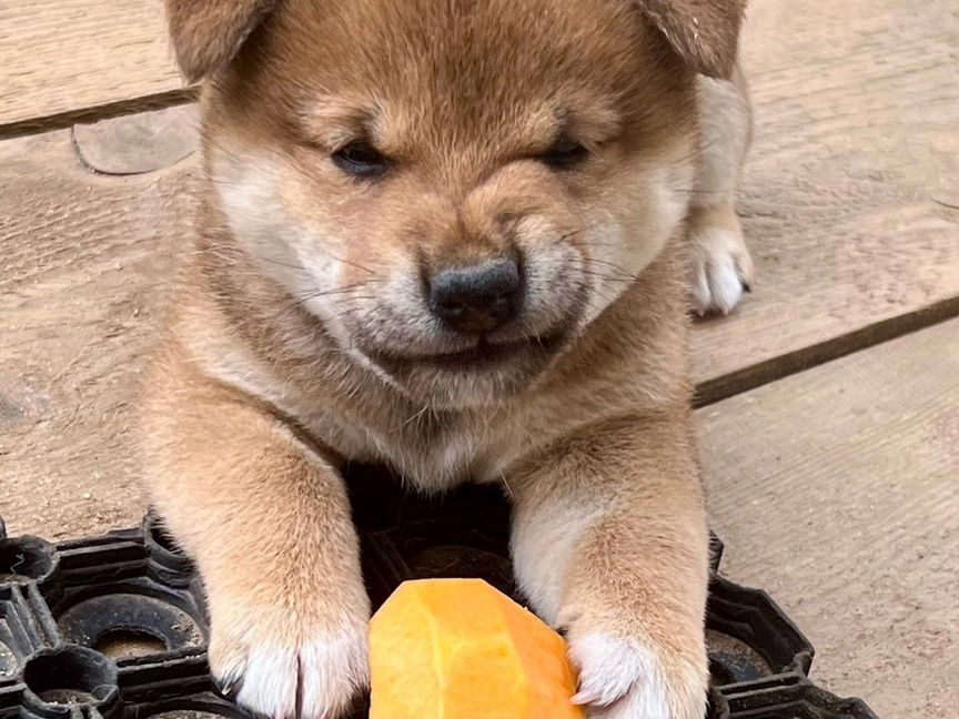 Щенки сиба ину (shiba inu)
