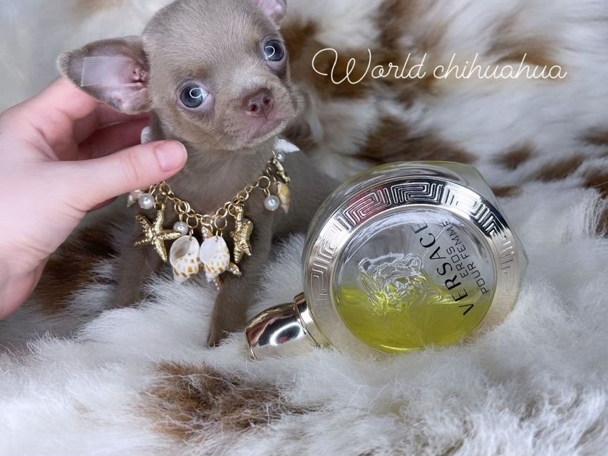 Лиловый роскошный малыш