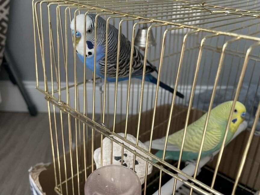 Волнистые попугаи отдам бесплатно