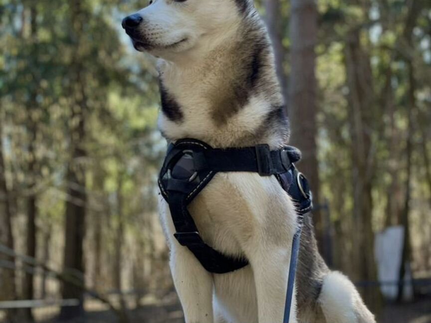 Кабель хаски для вязки