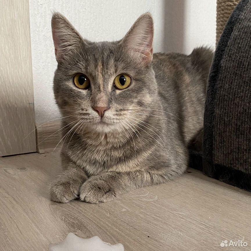 Кошка молодая очень ласковая в добрые руки
