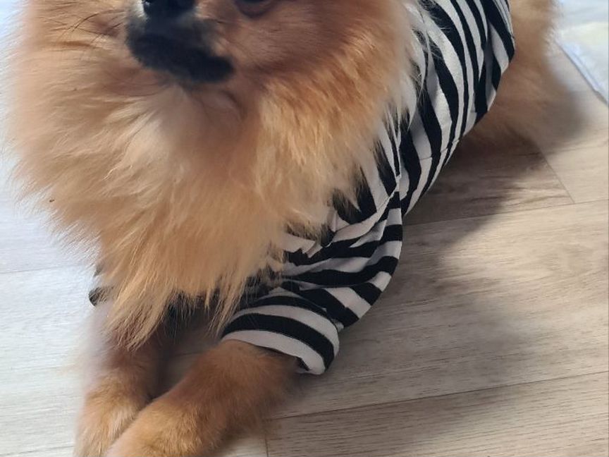 Померанский шпиц