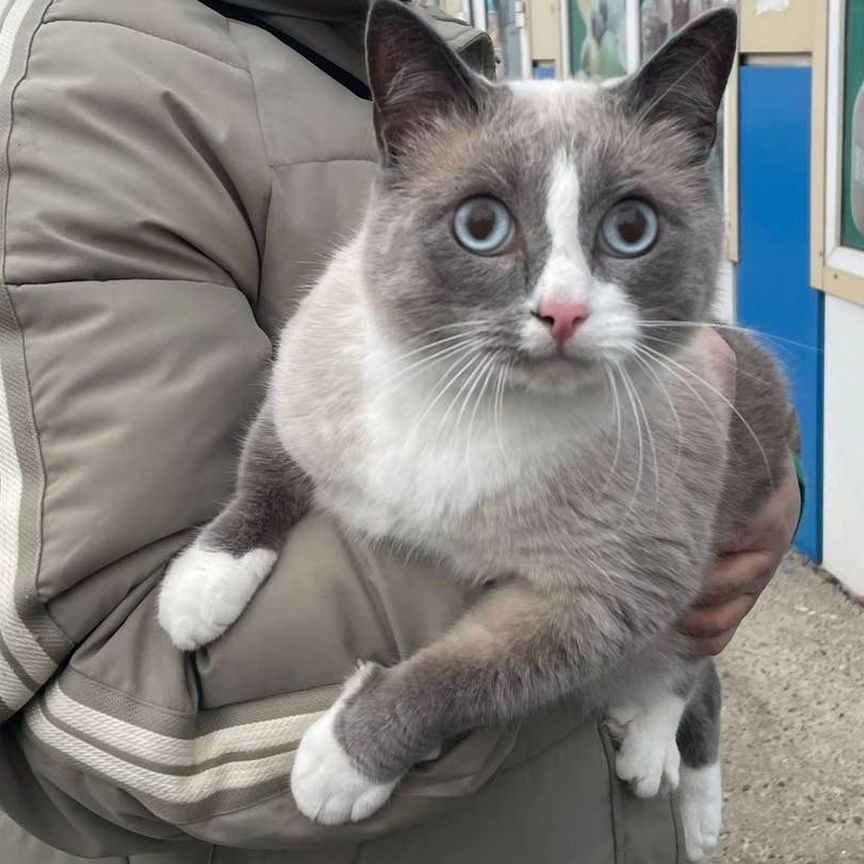 Красавец котик ищет новый дом