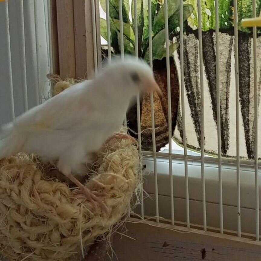 Канарейка с клеткой