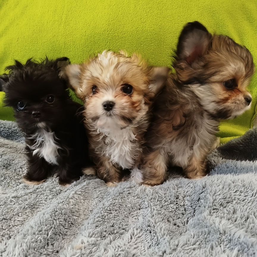 Чихуахуа, щенок