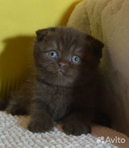 Вислоухие шоколад лиловый