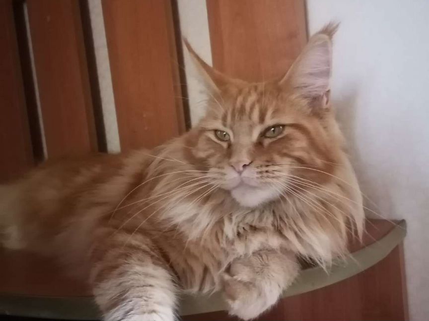 Мейкун кошечка ищет жениха