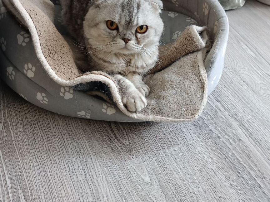 Вислоухие котята в добрые руки