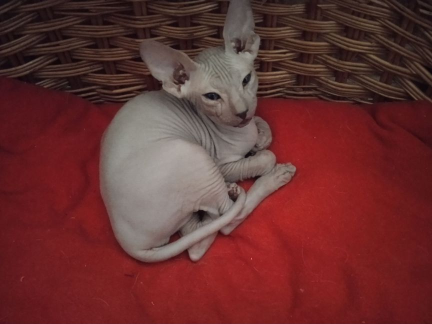 Донской сфинкс кошечки